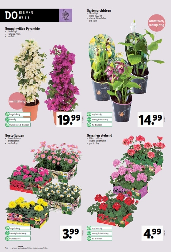 Lidl Pflanzen Angebot Diese Woche